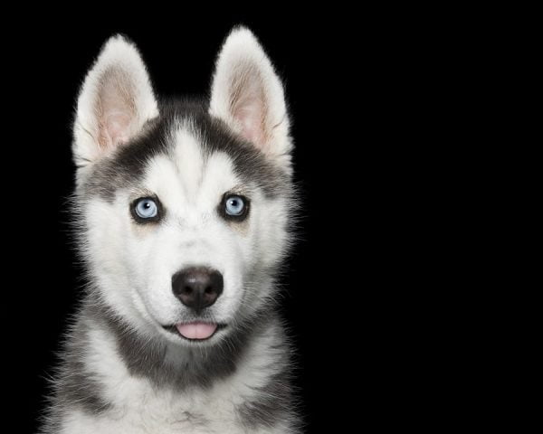 10 Dog Photography Tips by a Pet Photographer