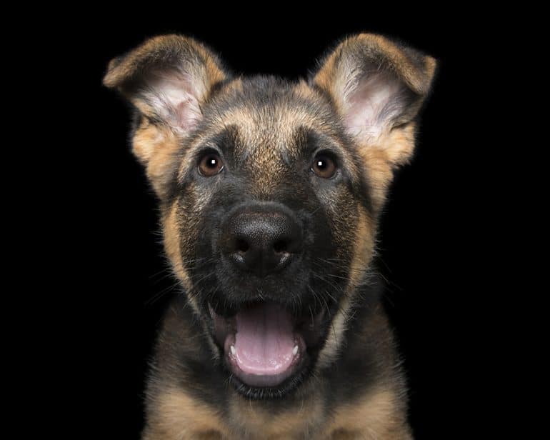 10 Dog Photography Tips by a Pet Photographer
