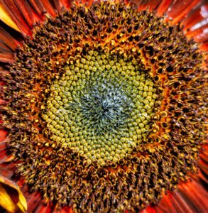 Guide to Radial Balance in Photography | TOP tips!
