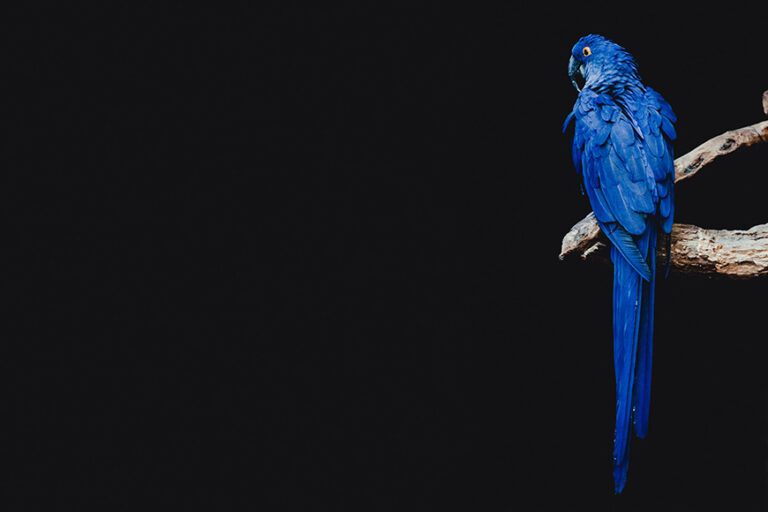Metering Modes in Photography (The SIMPLE Guide!)