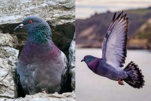 AI Focus vs AI Servo: Which Autofocus Mode Is Best?