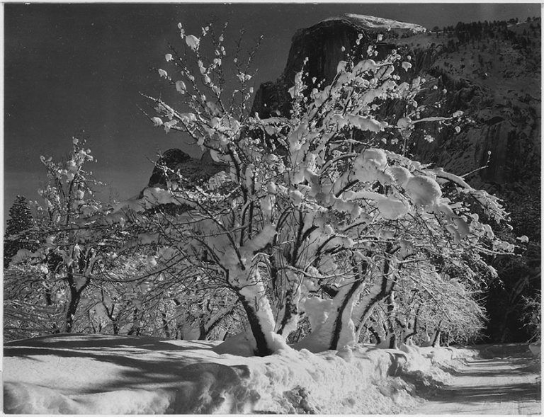 43 Famous American Photographers You Should Know