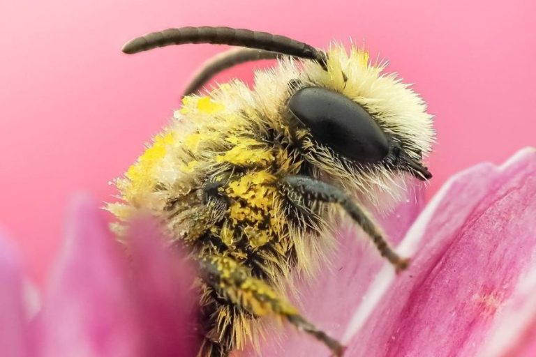 35 Famous Macro Photographers to Follow
