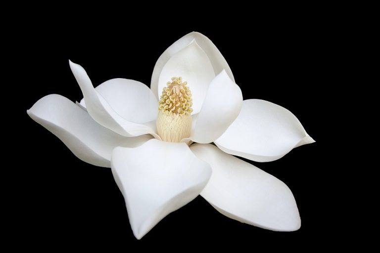 How to Use Symbolism in Photography (+ Examples)