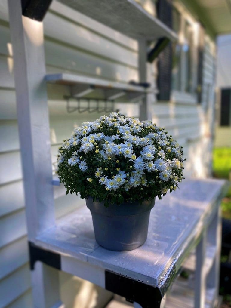 Best Mobile Photography Tips for Stunning Phone Photos