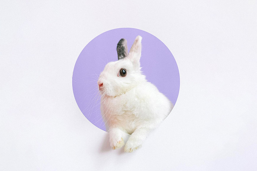 Snapping the Perfect Pet Portrait: A Beginner’s Guide